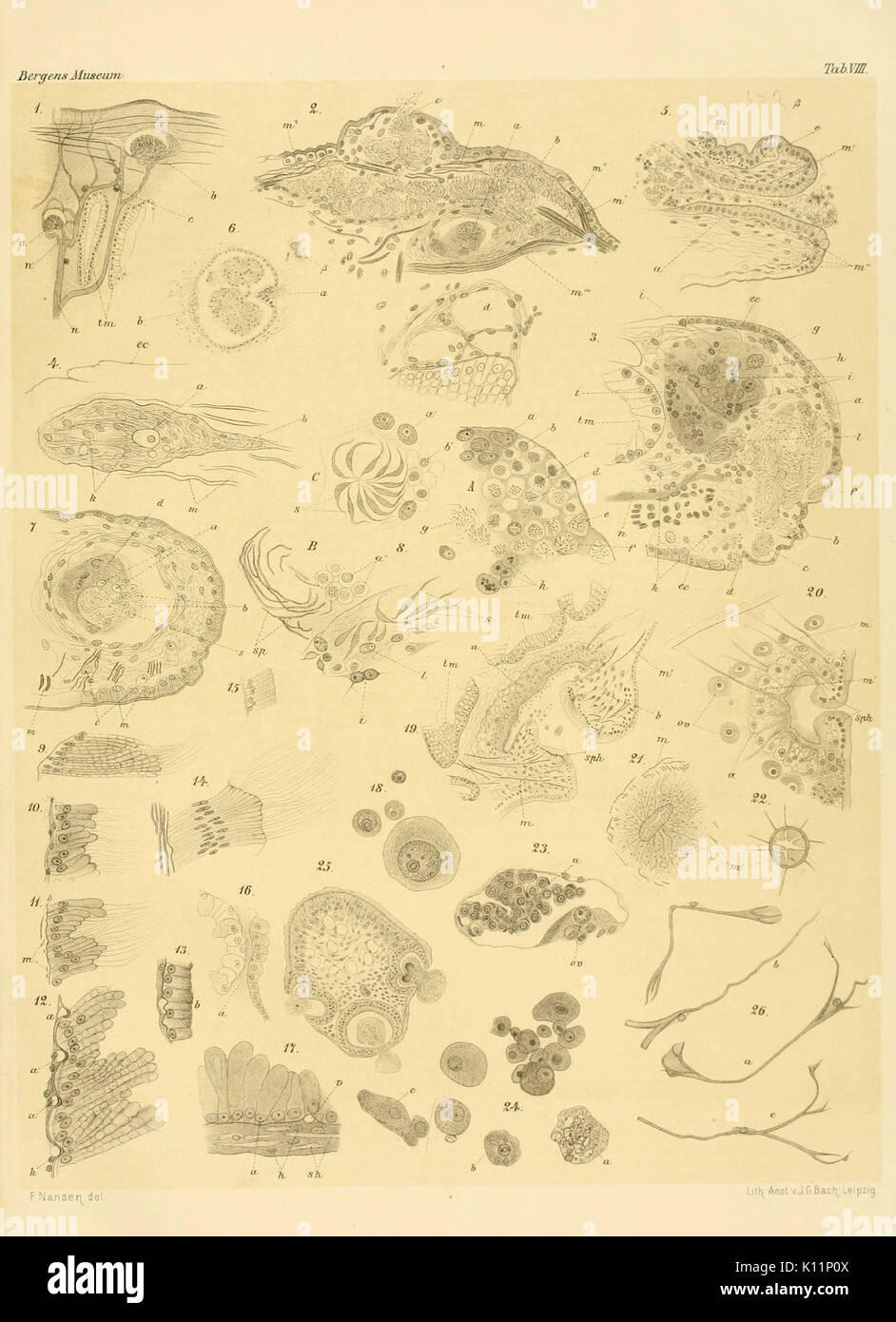 Bergens Museums skrifter (Plate VIII) BHL6906021 Stock Photo - Alamy