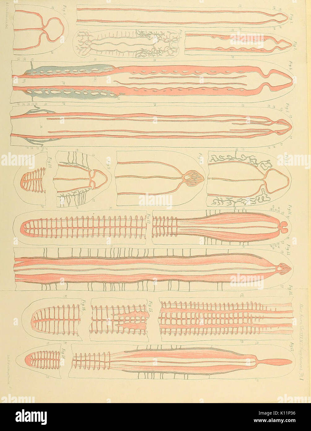 Nephridia hi-res stock photography and images - Alamy