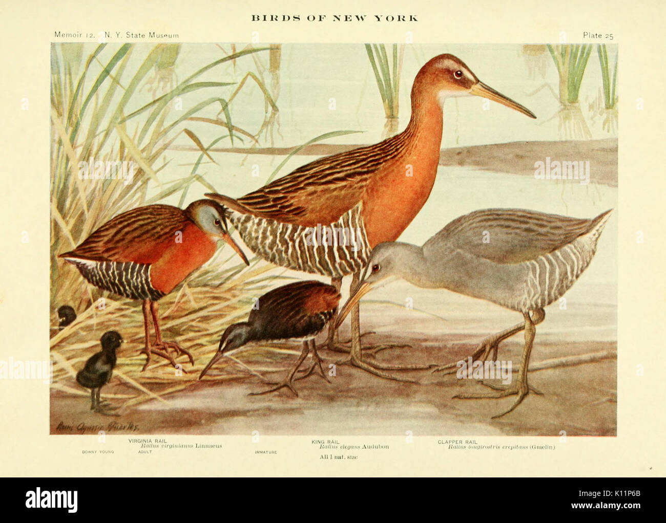 Birds of New York (Plate 25) BHL14746719 Stock Photo - Alamy