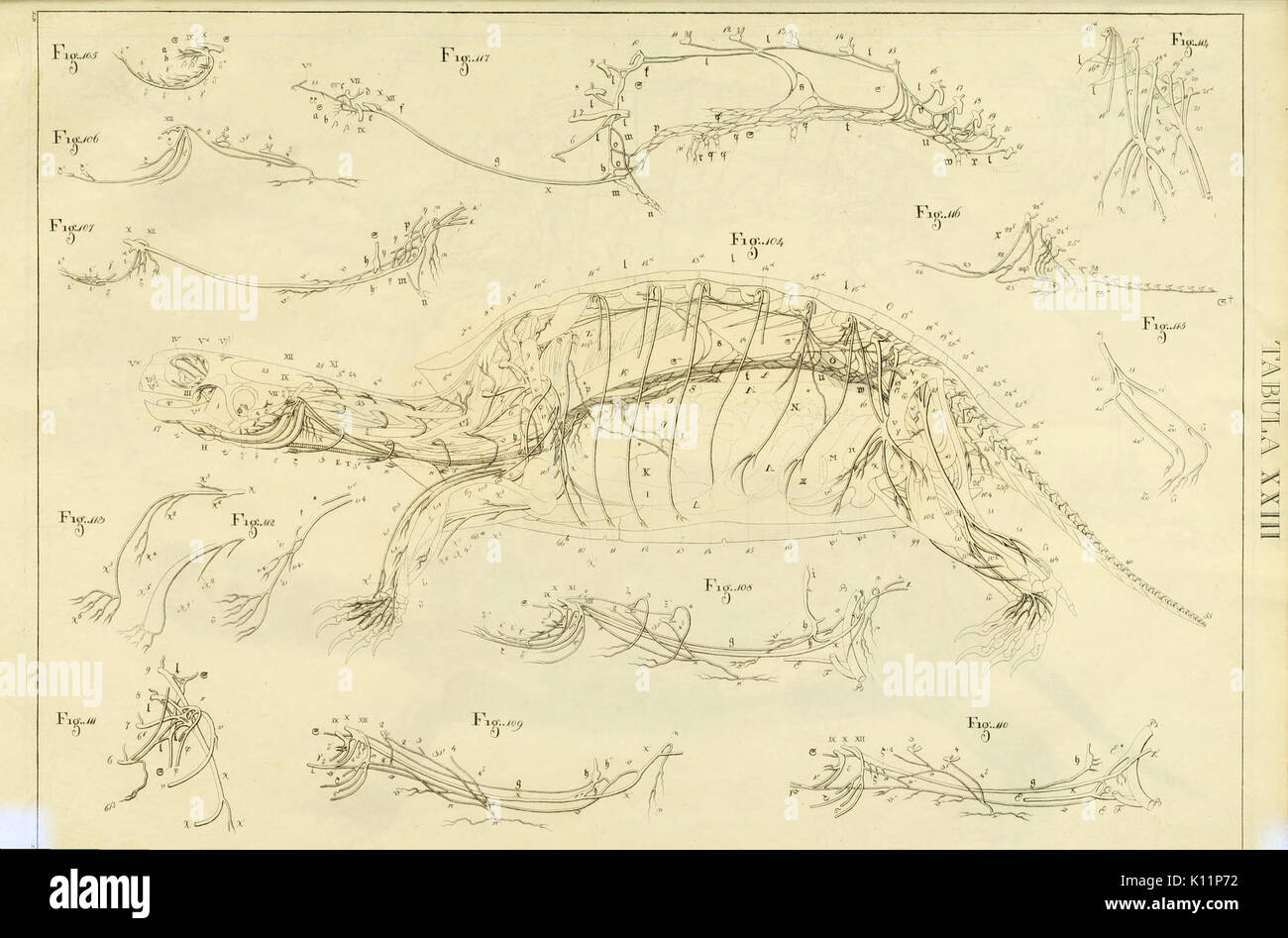 Anatome testudinis Europaeae (Tabula XXIII) BHL2969641 Stock Photo - Alamy