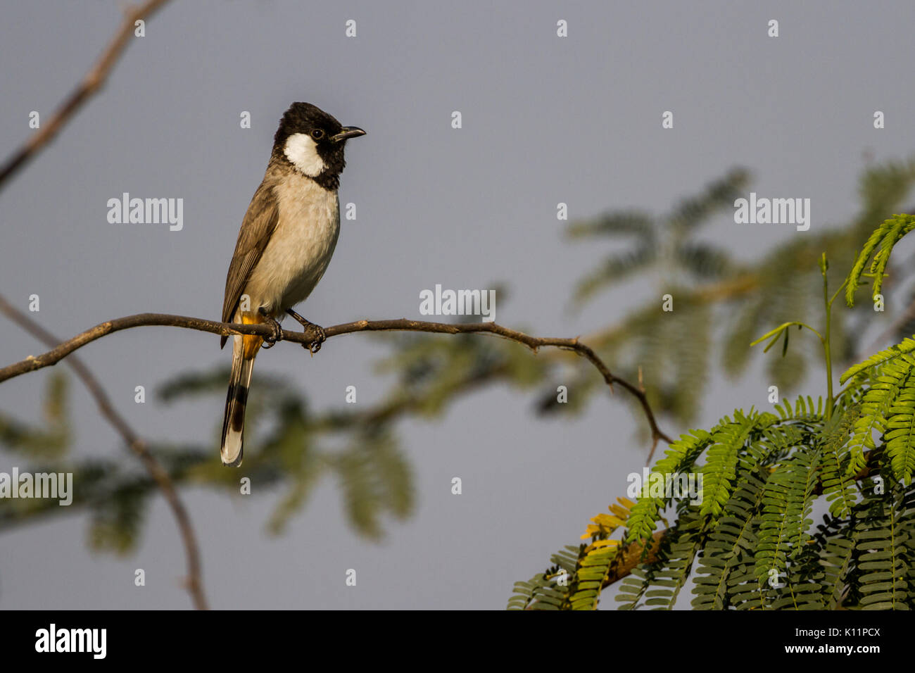 The white eared bulbul (Pycnonotus leucotis) at Bharatpur Bird ...