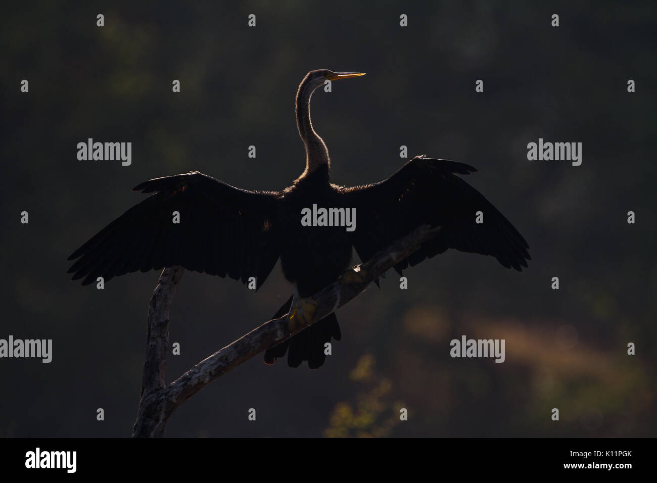 The Oriental darter or Indian darter (Anhinga melanogaster) preening ...