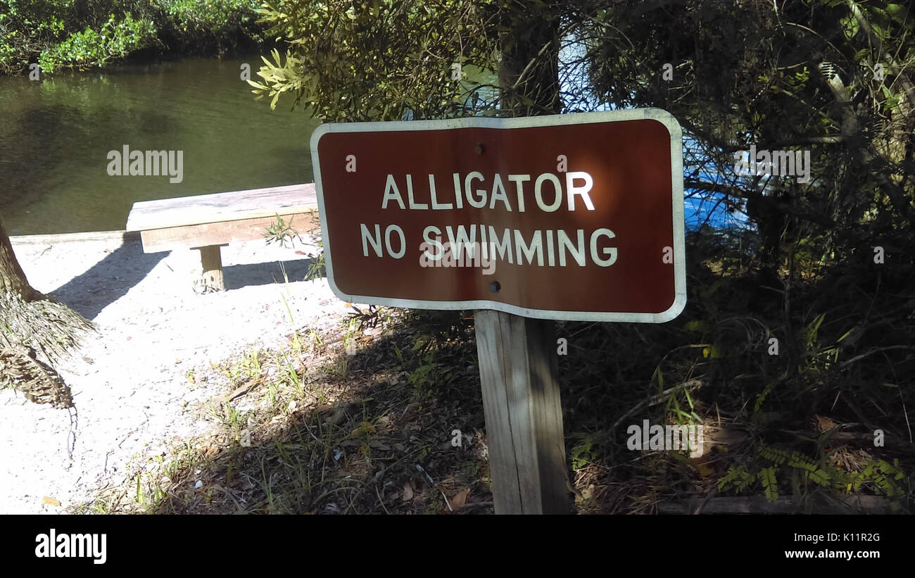 Alligator no swimming Stock Photo - Alamy