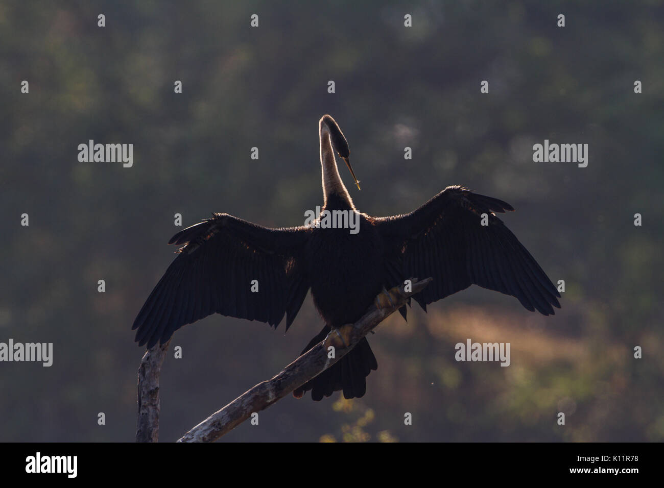 The Oriental darter or Indian darter (Anhinga melanogaster) preening ...