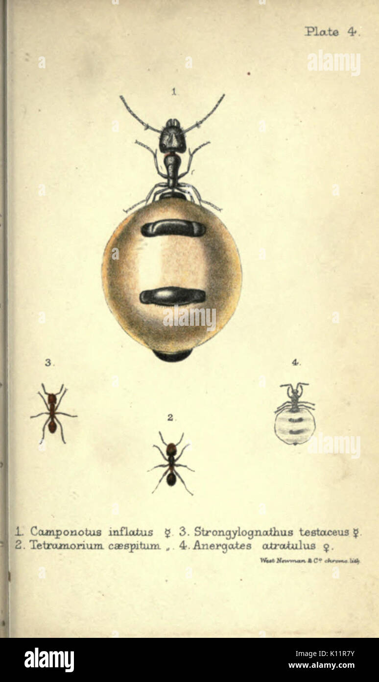 Ants, bees, and wasps BHL21618523 Stock Photo - Alamy