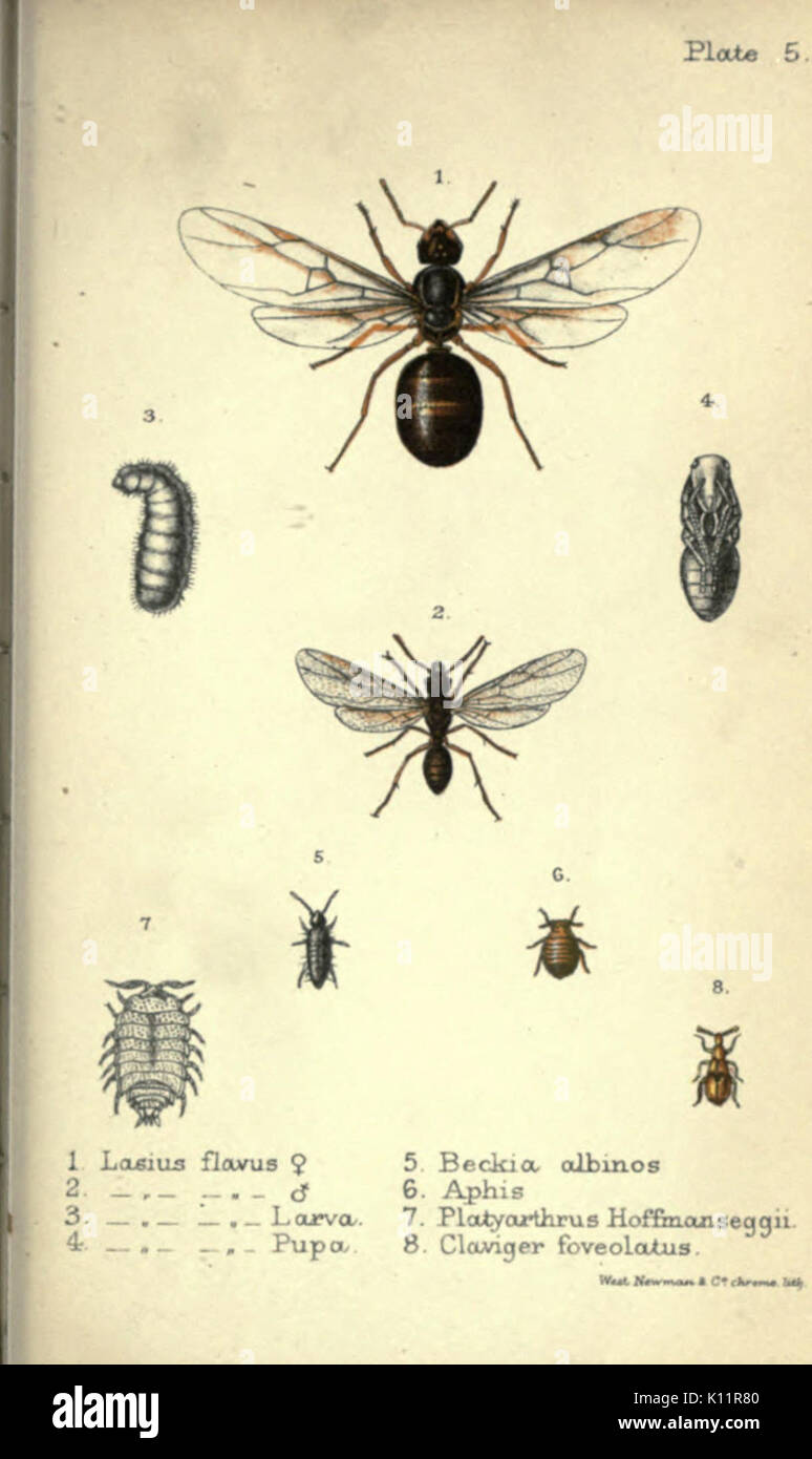 Ants, bees, and wasps BHL21618525 Stock Photo - Alamy