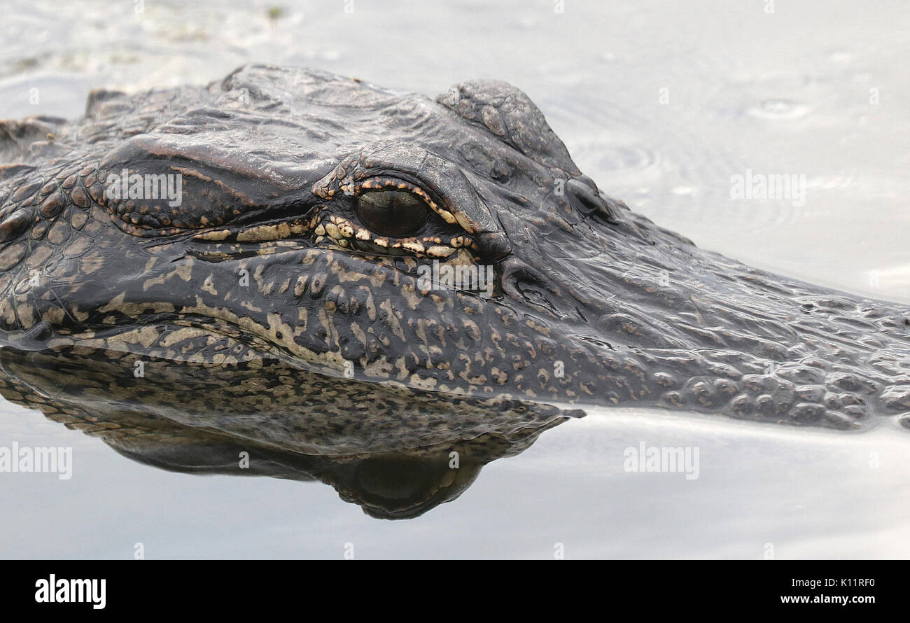 This image shows the American Alligator (Alligator mississippiensis) in ...