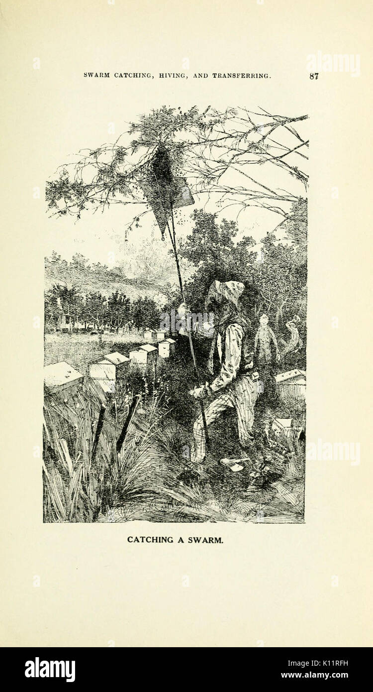 Australian bee lore and bee culture (Page 87) BHL11487987 Stock Photo ...