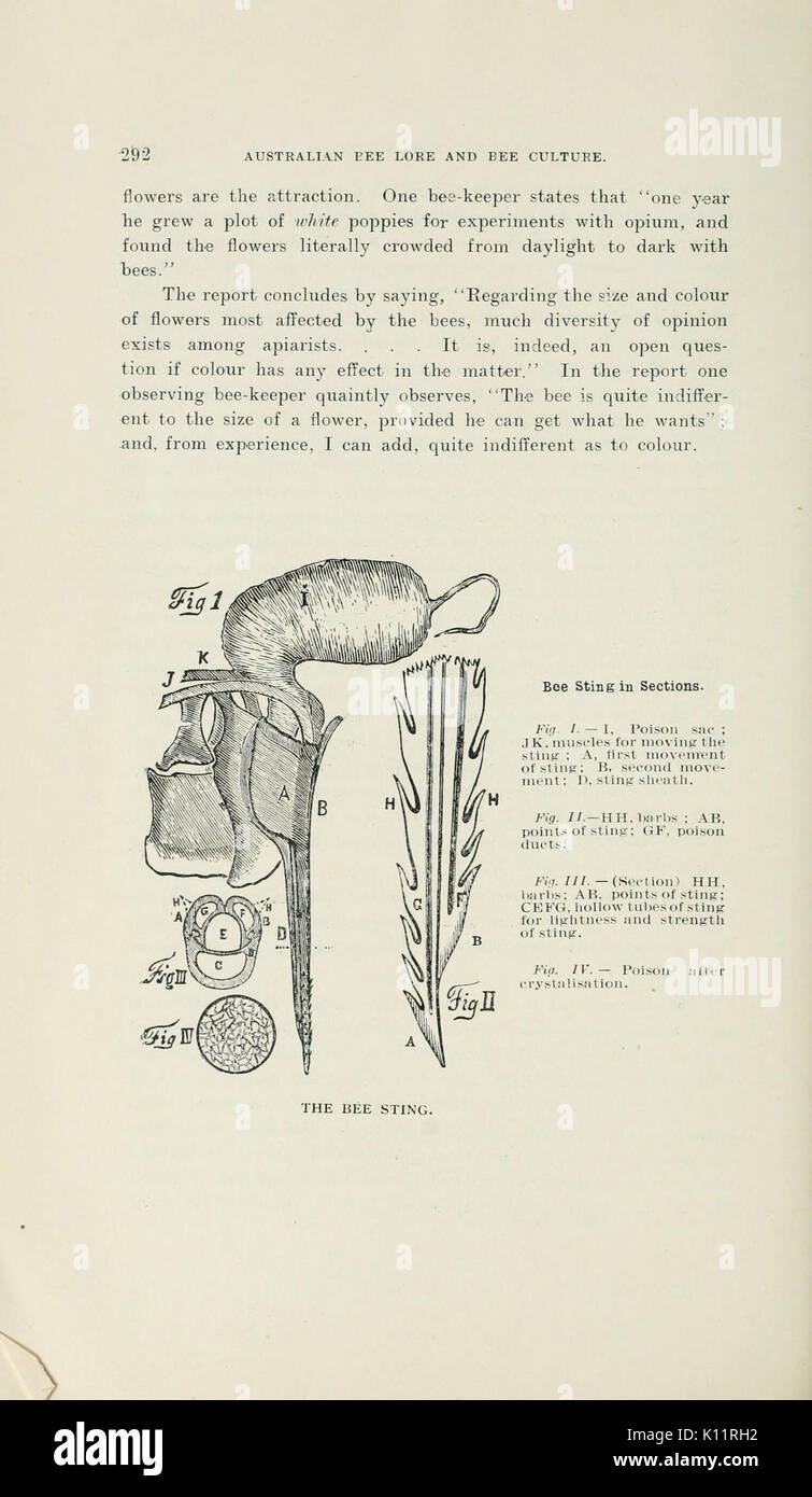 Australian bee lore and bee culture (Page 292) BHL11488192 Stock Photo ...