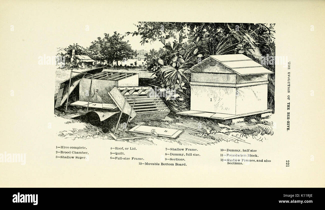 Australian bee hi-res stock photography and images - Alamy