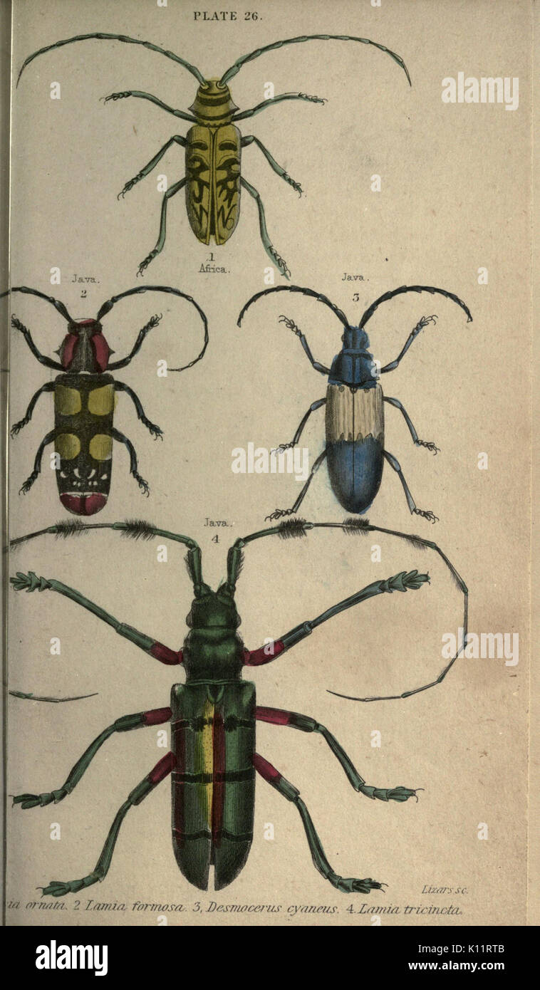 Characteristics of beetles hi-res stock photography and images - Alamy