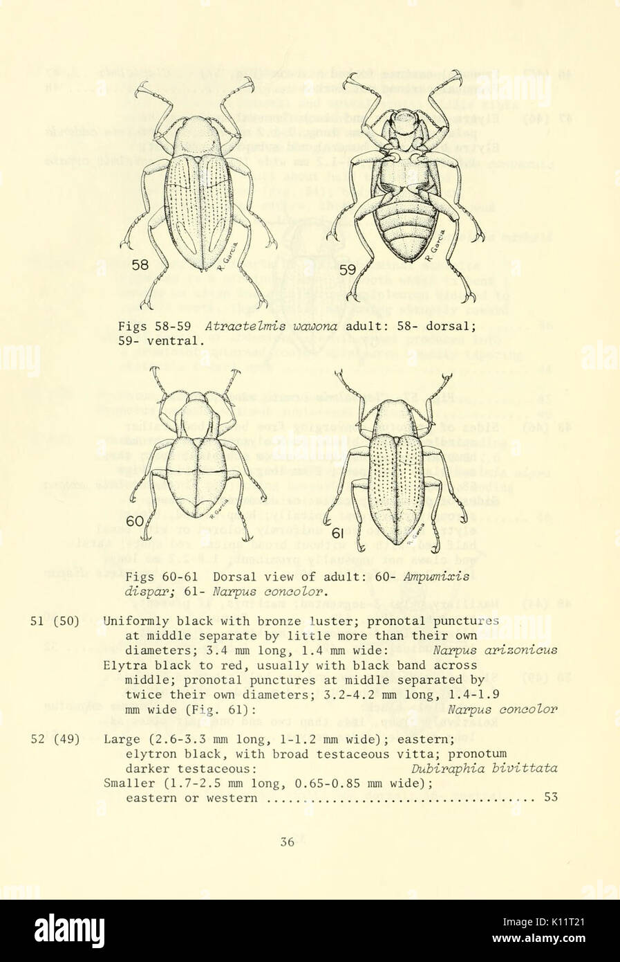 36 coleoptera beetle hi-res stock photography and images - Alamy