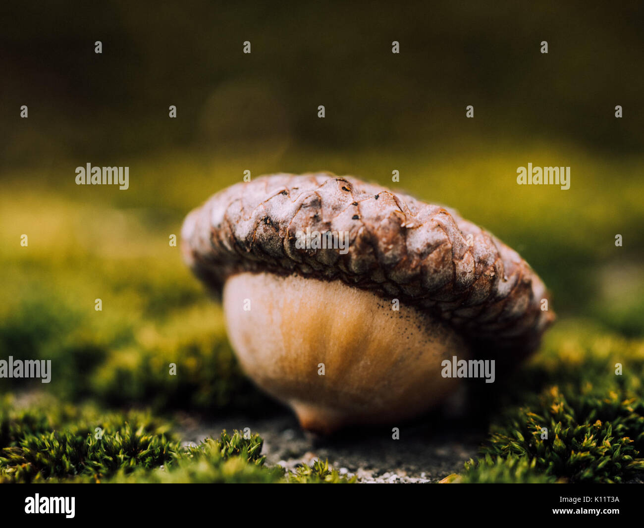 Acorn illustration hi-res stock photography and images - Alamy