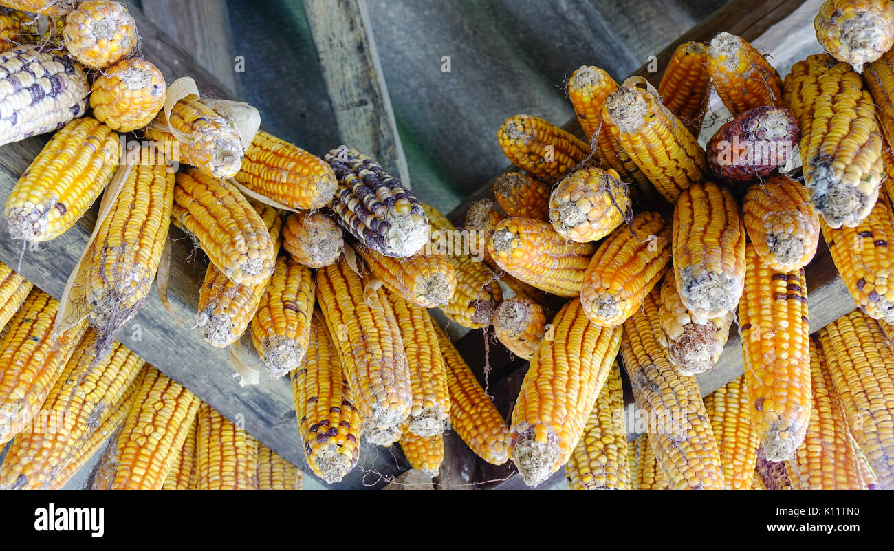 Ripe dried corn cobs hanging at the wooden house of Hmong People in ...