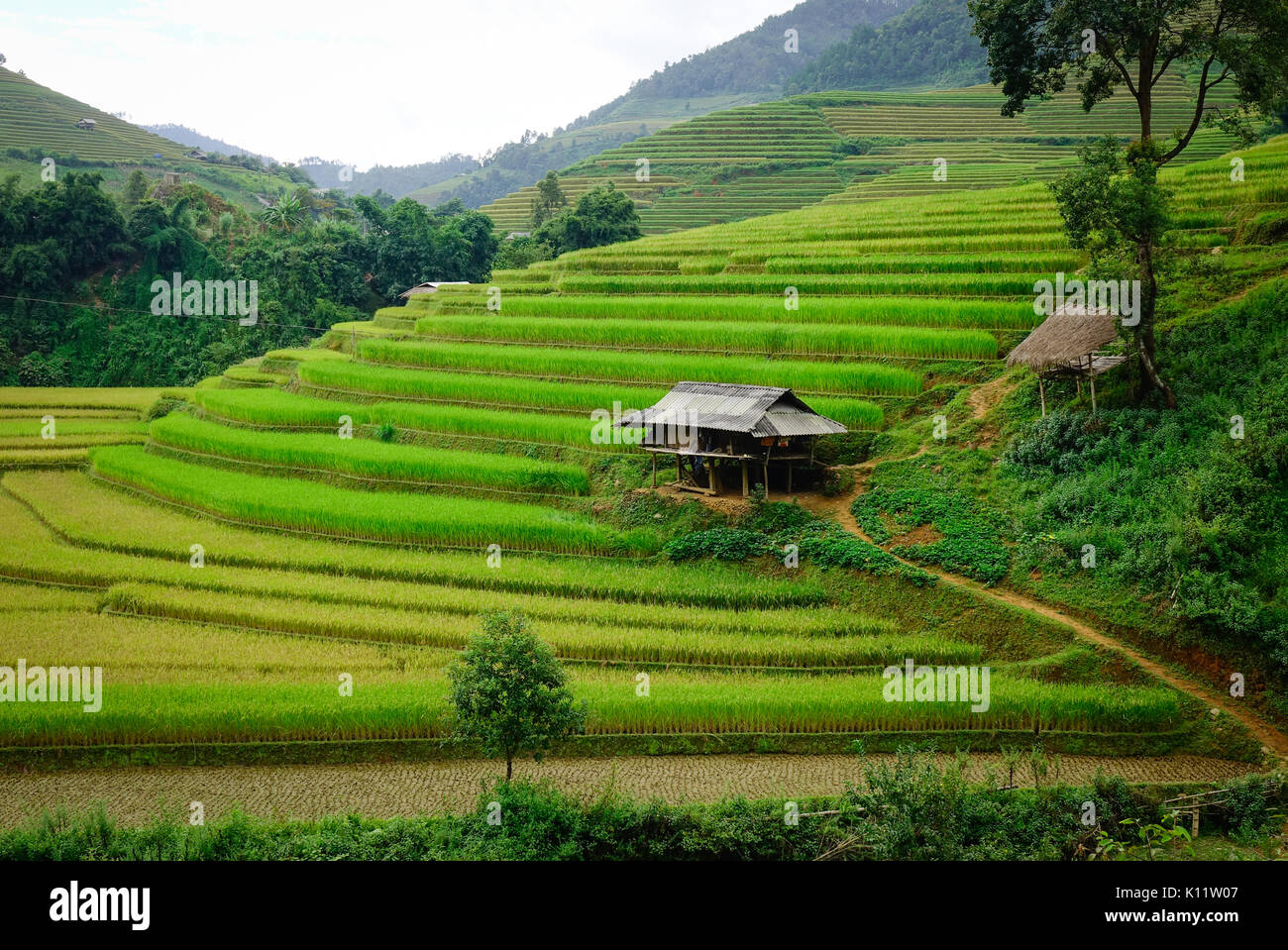 A Hmong house on terraced rice fields in Sapa, Northern Vietnam. Sa Pa ...