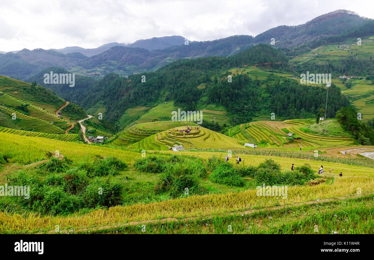Many terraced rice fields in Sapa, Northern Vietnam. Sa Pa is a town in ...