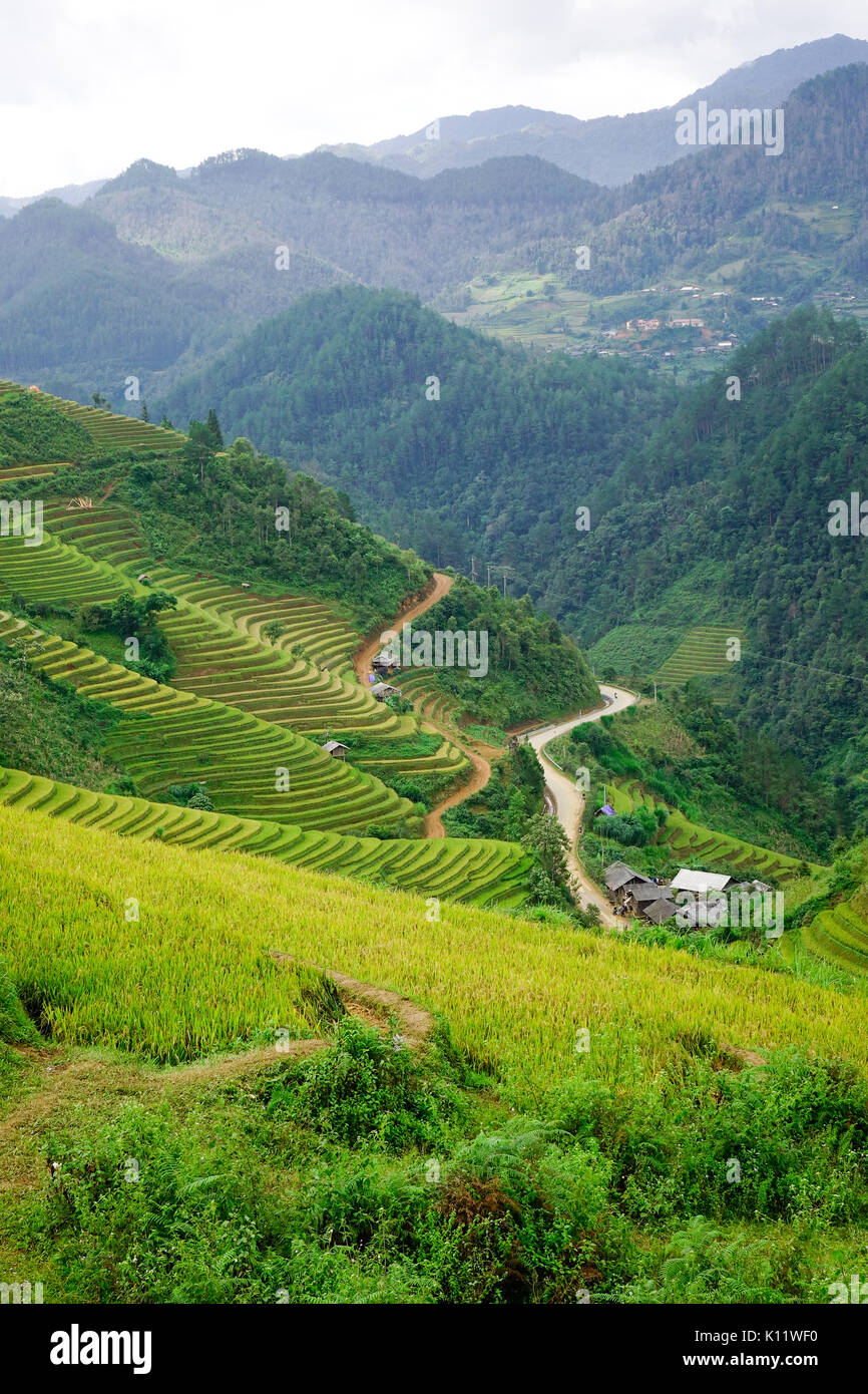 Many terraced rice fields with green valleys in Sapa, Northern Vietnam ...