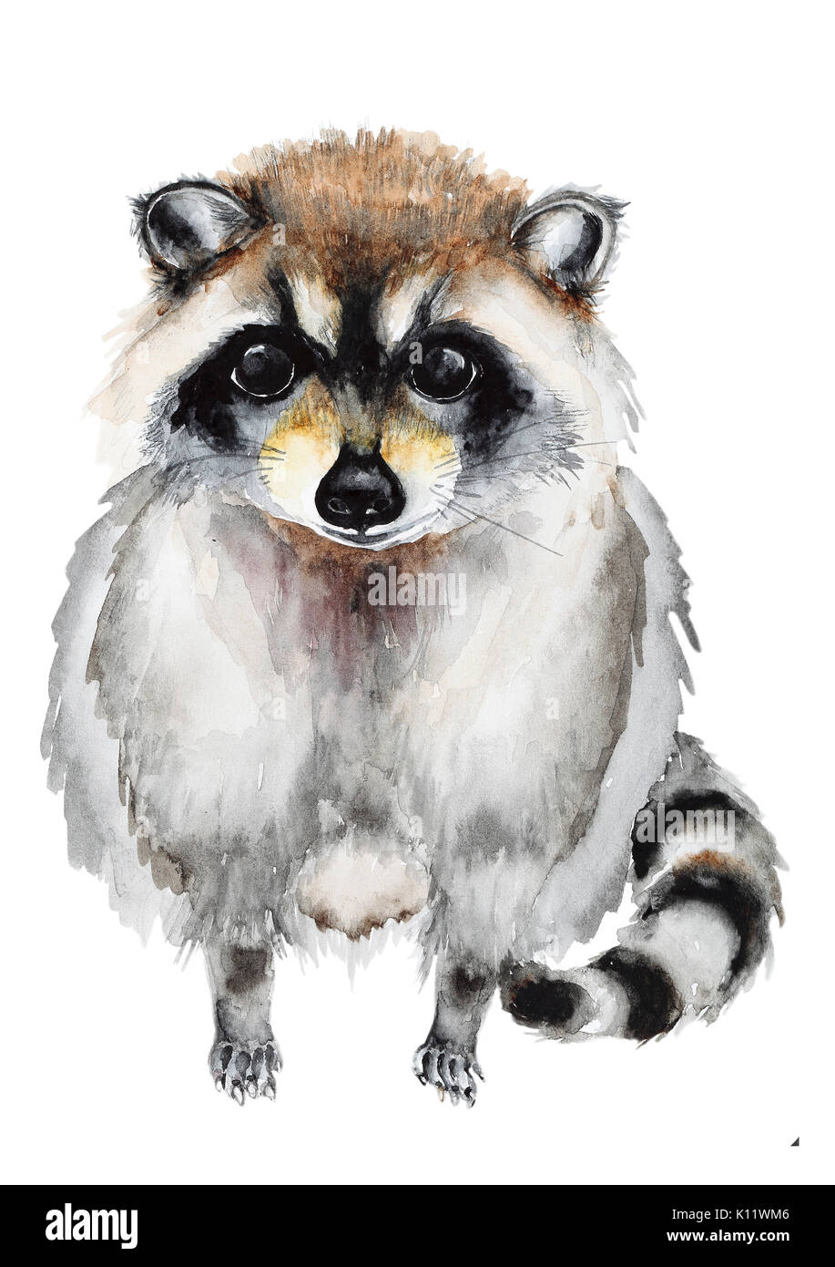 Hand drawn raccoon Stock Photo - Alamy