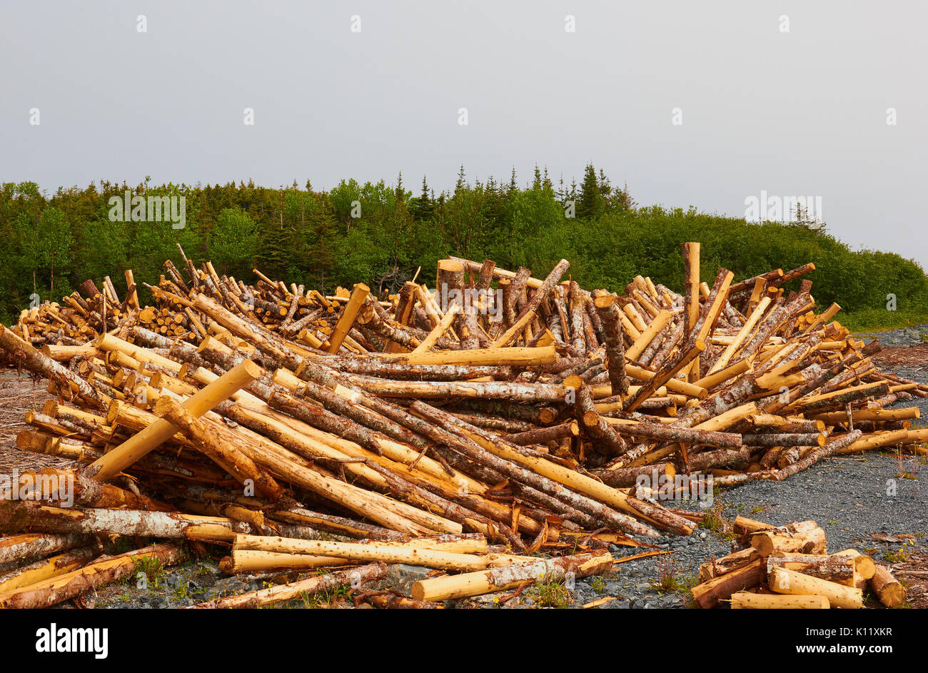 Stack of fresh logs firewood, Newfoundland, Canada Stock Photo - Alamy