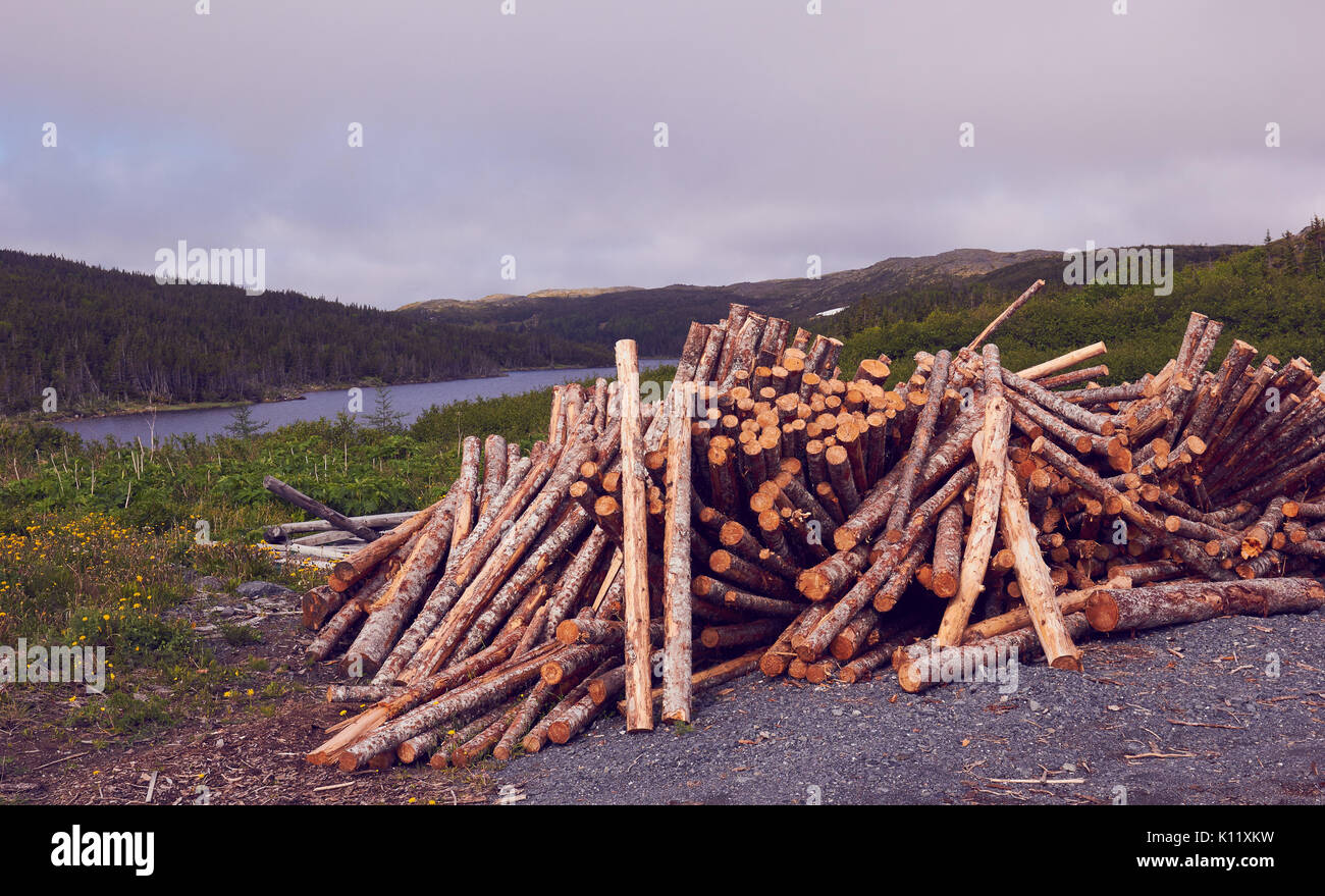 Stack of fresh logs firewood, Newfoundland, Canada Stock Photo - Alamy