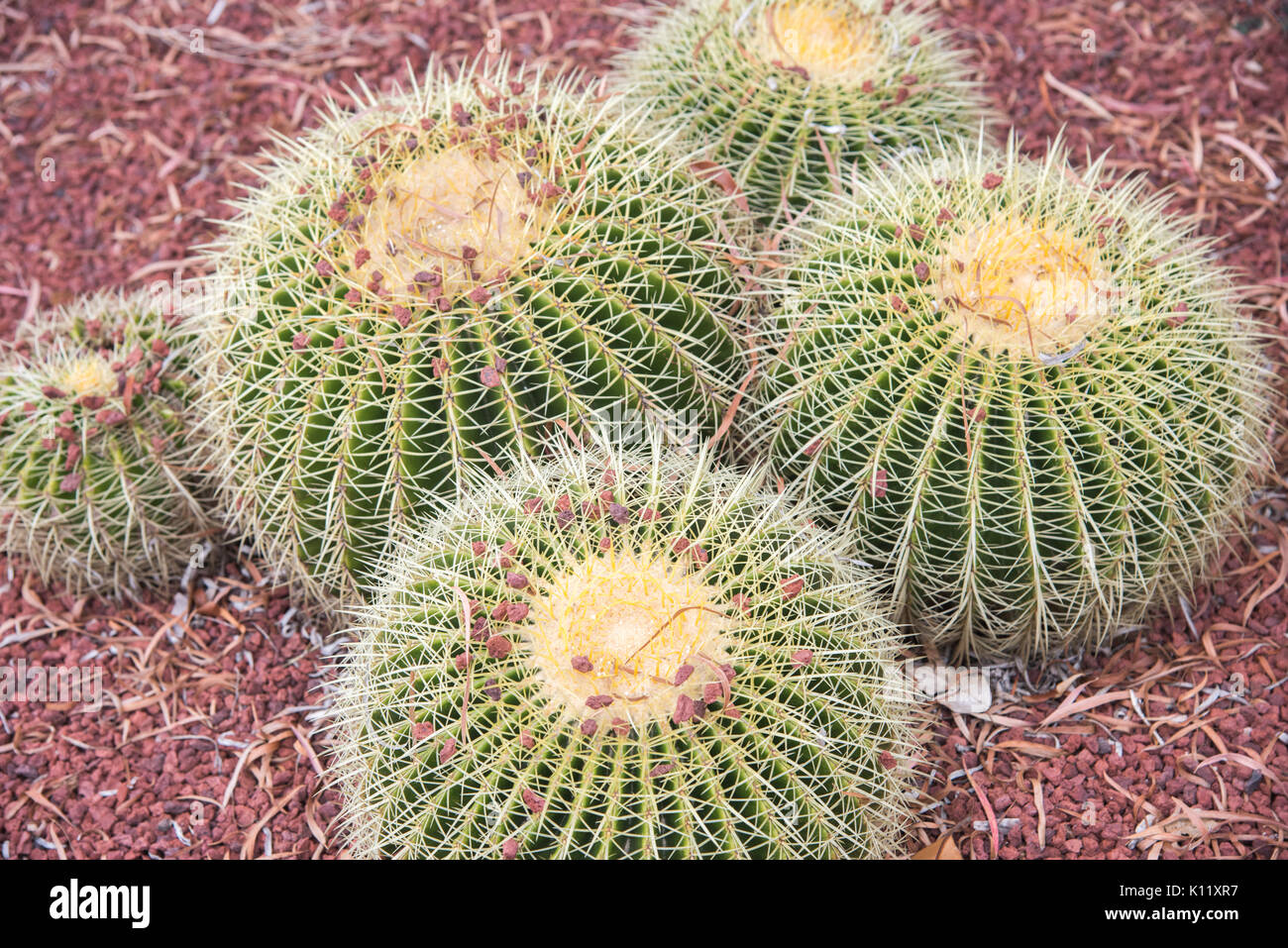 Cluster of golden barrel cactus with spherical shapes in outdoor garden ...