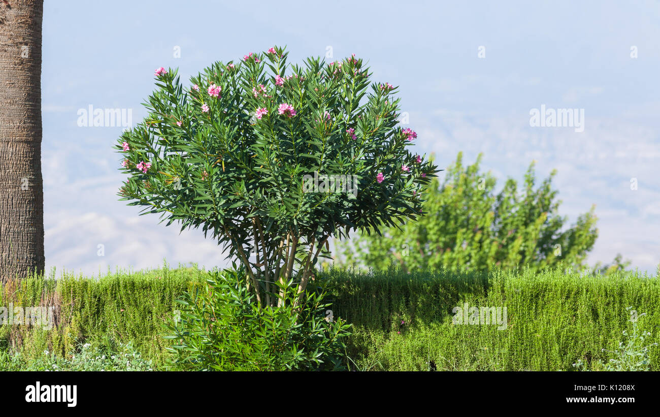 Oleander bush hi-res stock photography and images - Alamy