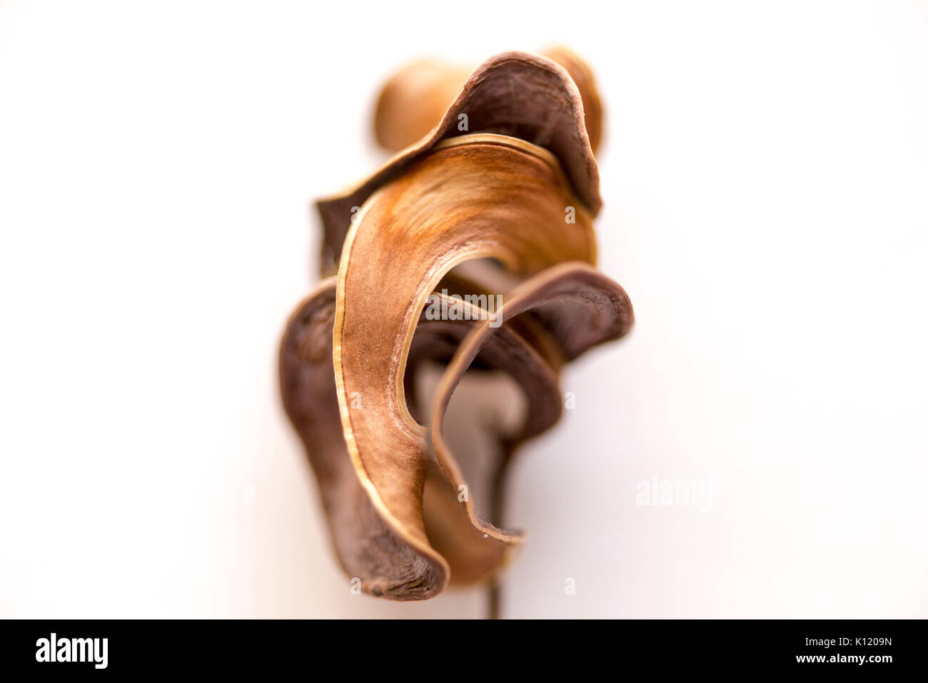 Dried and split pod of the Acacia auriculiformis Stock Photo - Alamy
