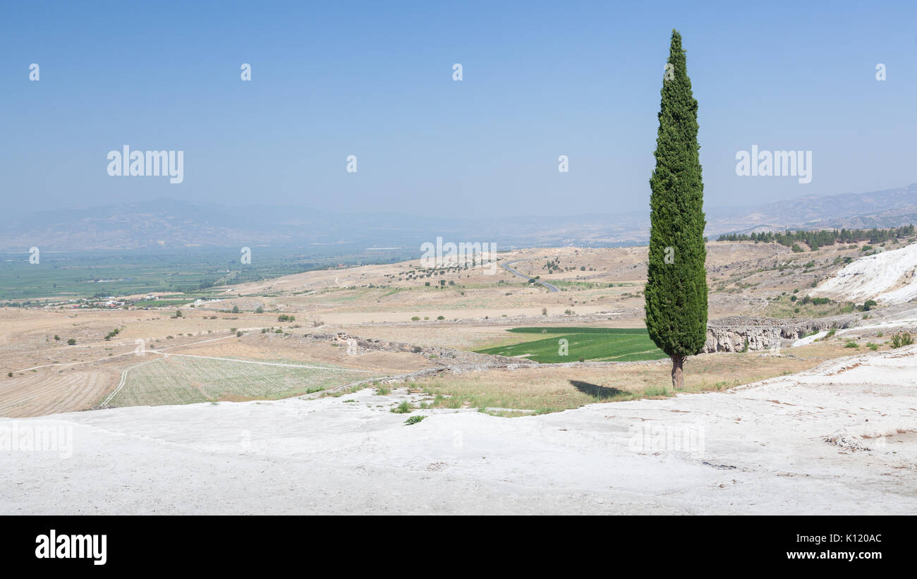 Single cypress tree hi-res stock photography and images - Alamy