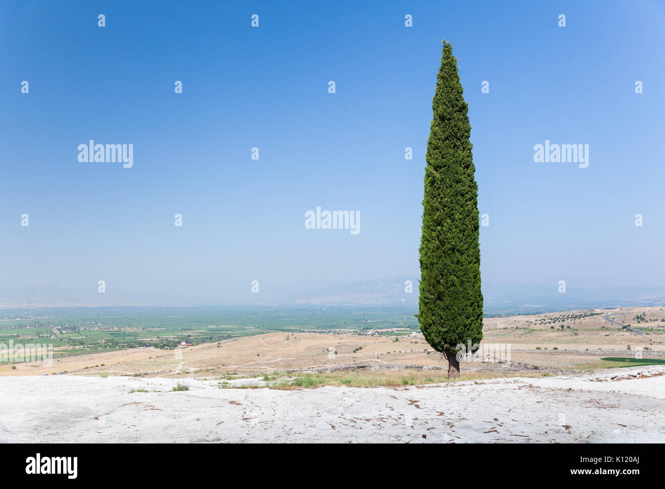 Single cypress tree hi-res stock photography and images - Alamy
