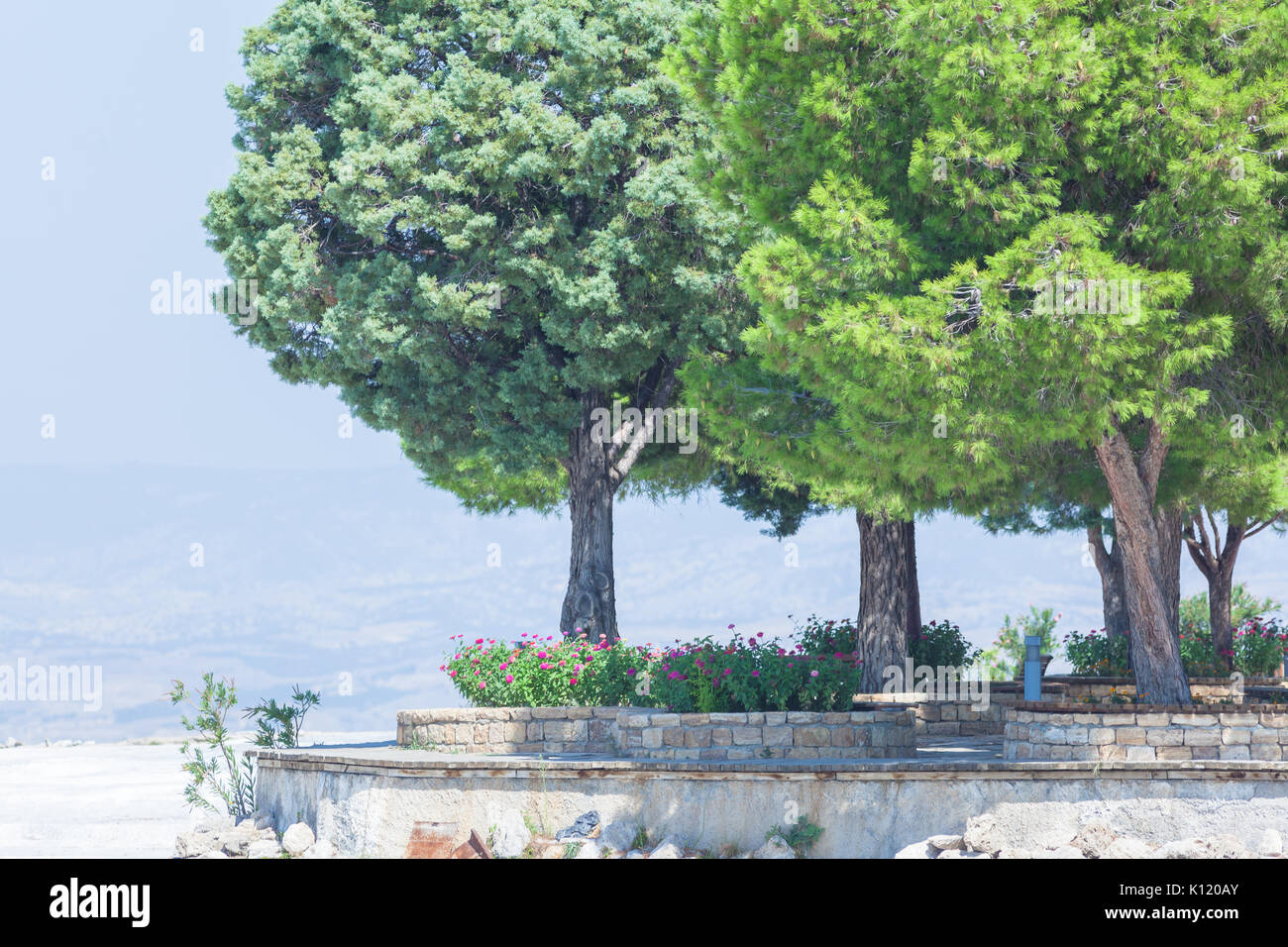 Coniferous trees in Pamukkale, Turkey Stock Photo - Alamy
