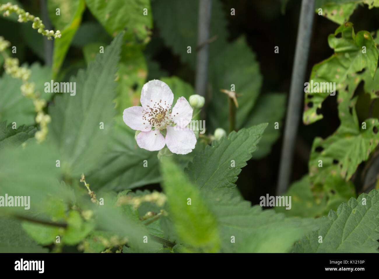 Five petal flowers hi-res stock photography and images - Alamy