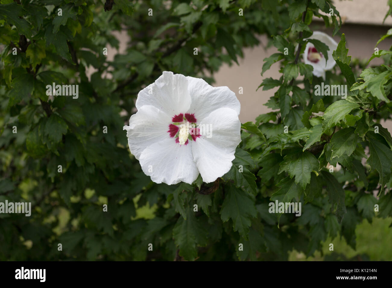Hibiscus syriacus white hi-res stock photography and images - Alamy
