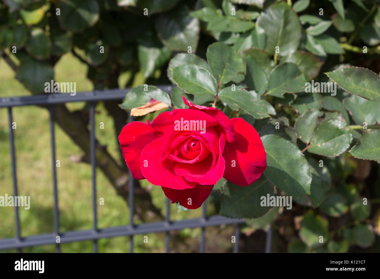 Red rose blossom at bush Stock Photo - Alamy