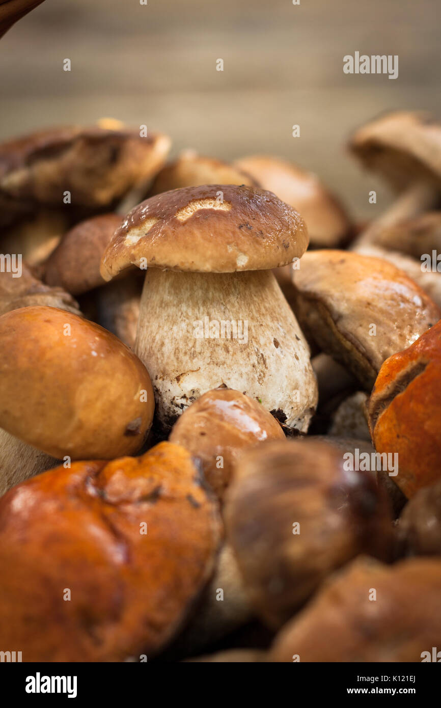 White Mushroom Boletus Eduli. Small Edible White Mushroom Boletus ...