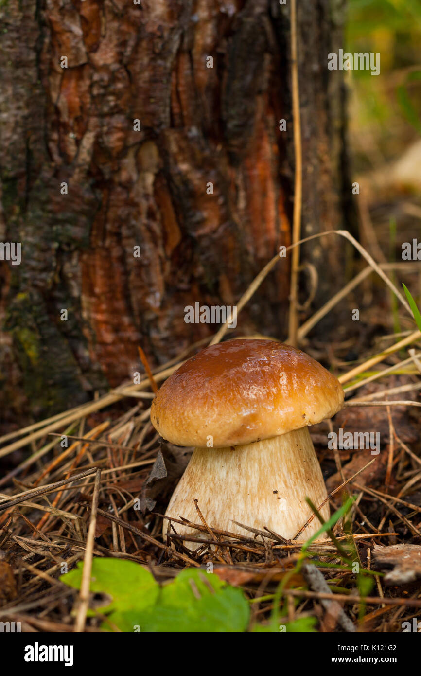 Forest Edible Mushroom Boletus Edulis (Porcini) In Forest Close Up ...