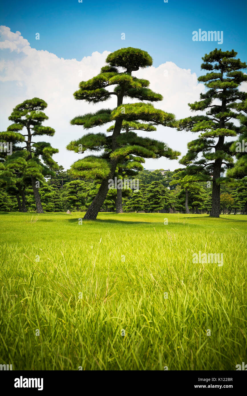 Japanese trees in the grounds of the Imperial Palace in the capital ...