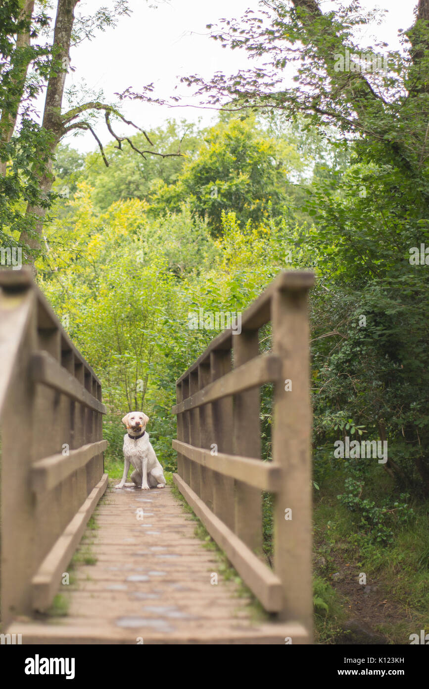 Labrador retriever walk hi-res stock photography and images - Alamy