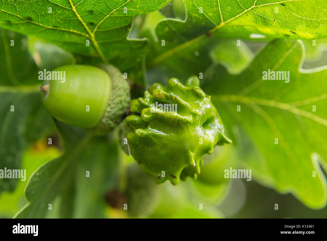 Oak gall hi-res stock photography and images - Alamy