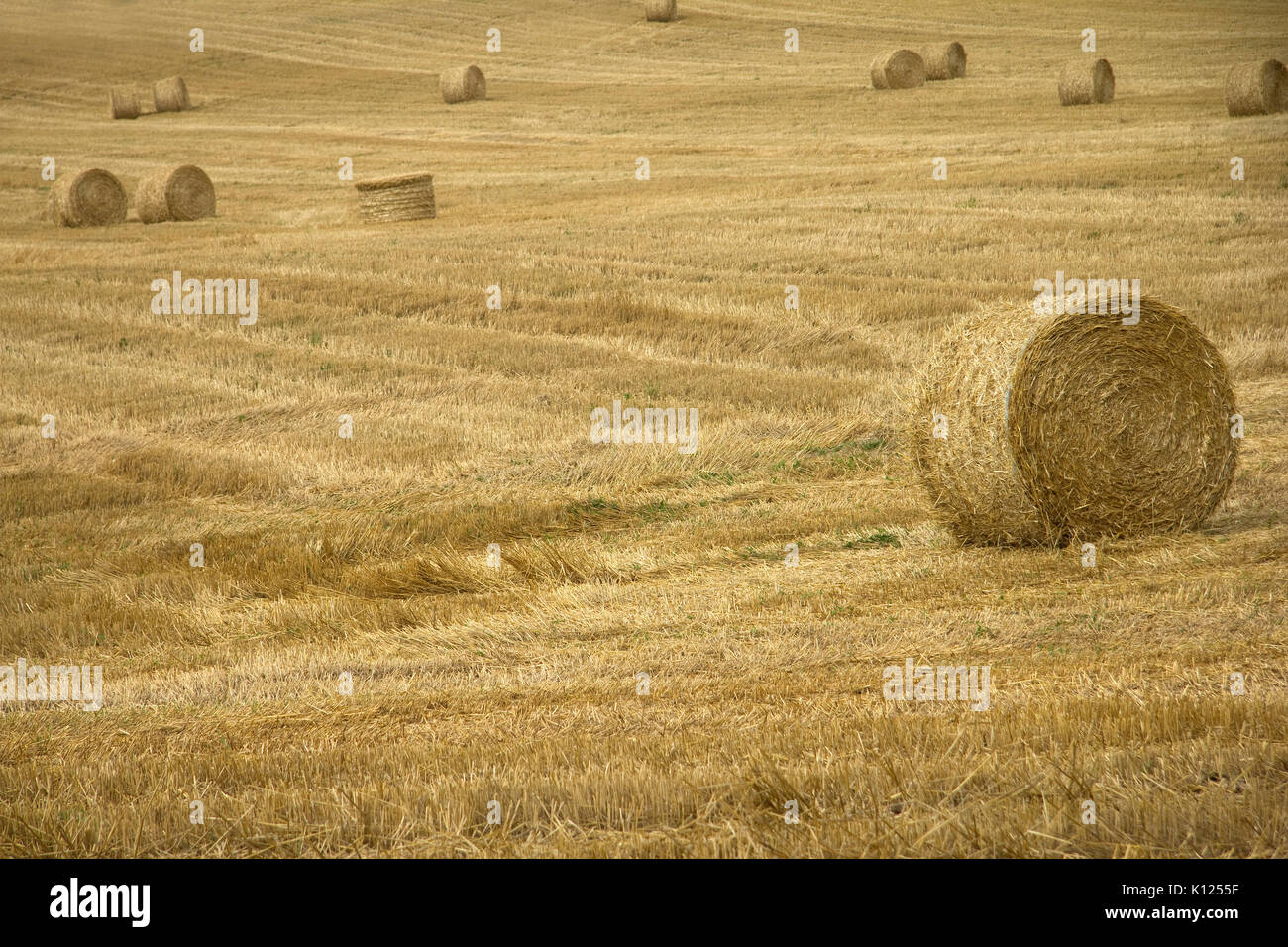 Bales of hay drying in sunny field Stock Photo - Alamy