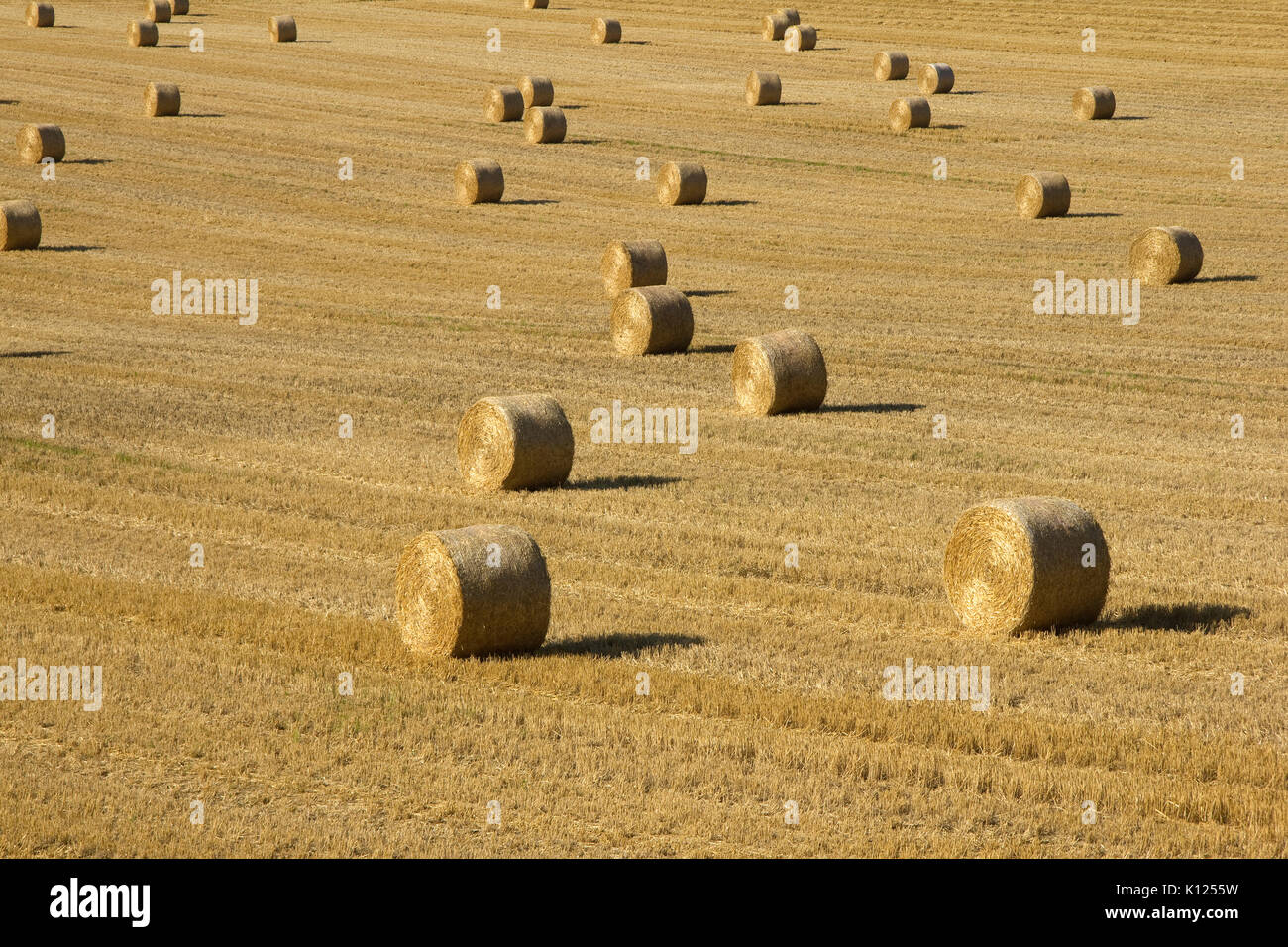 Bales of hay drying in sunny field Stock Photo - Alamy
