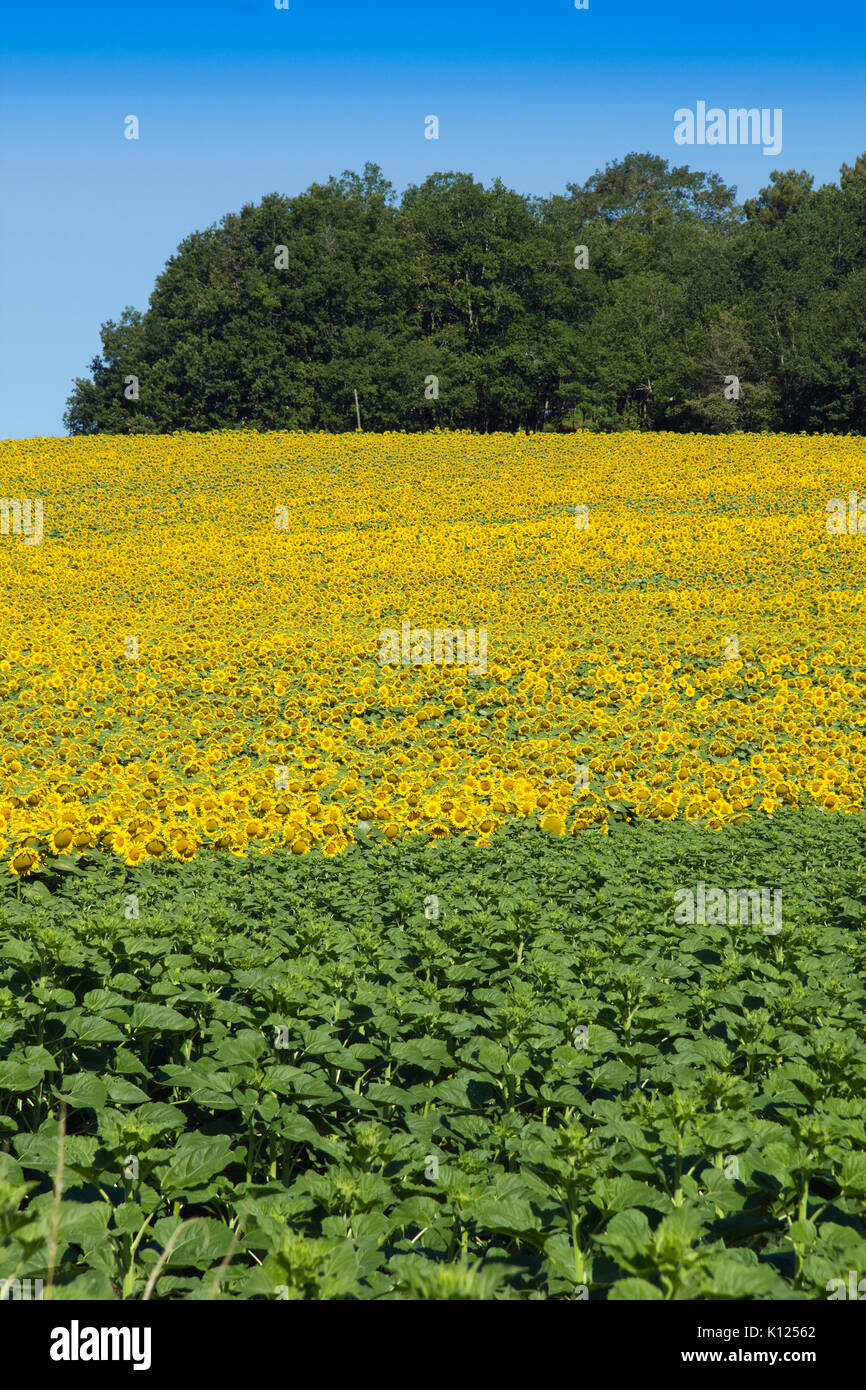 Large field of crops growing in sunshine Stock Photo - Alamy