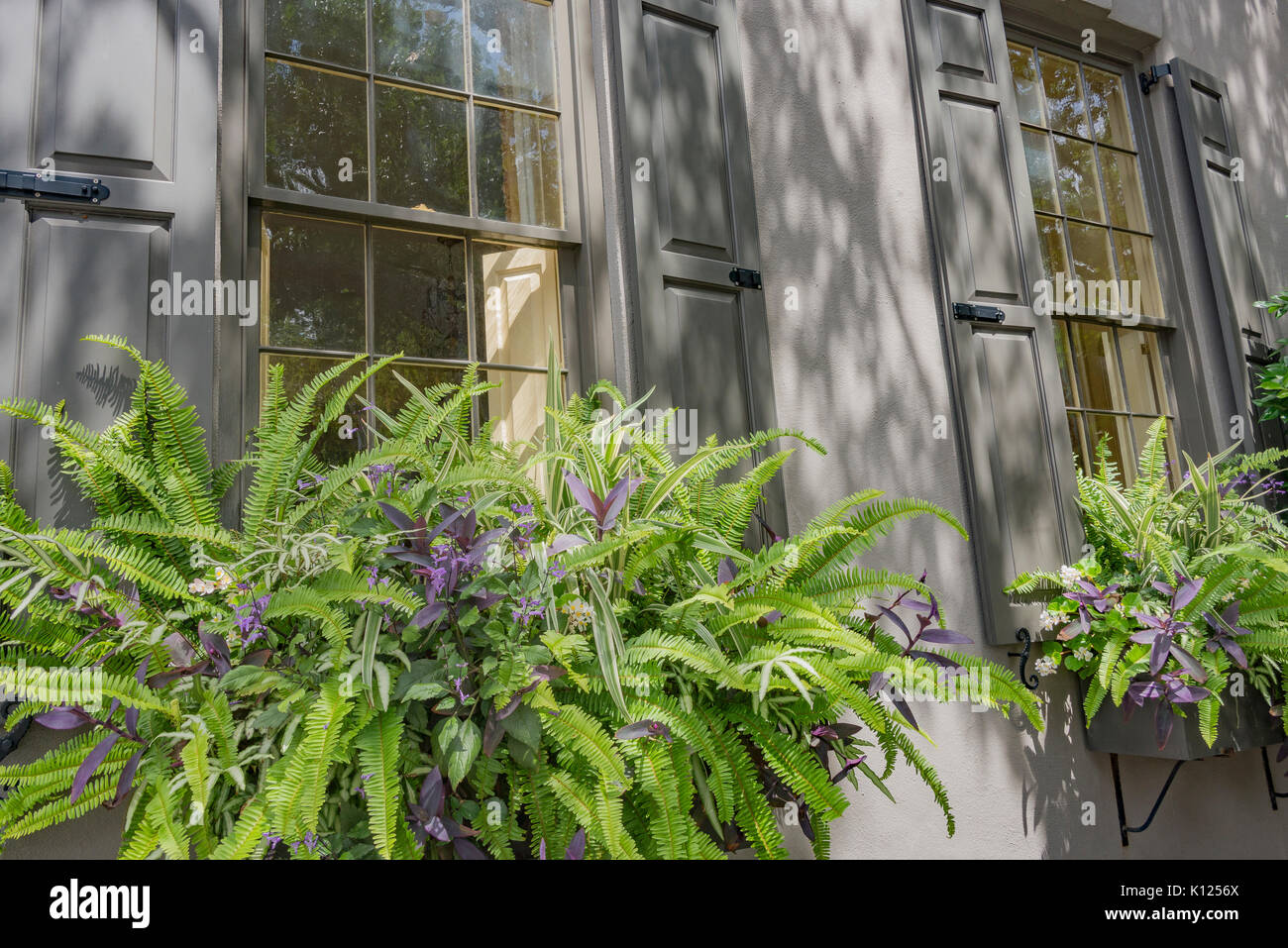 America, South Carolina, Charleston, window box full of ferns on a ...