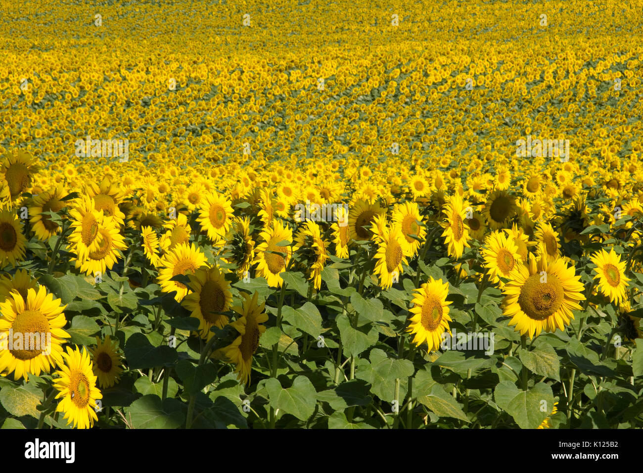 Sunflowers in sunshine Stock Photo - Alamy