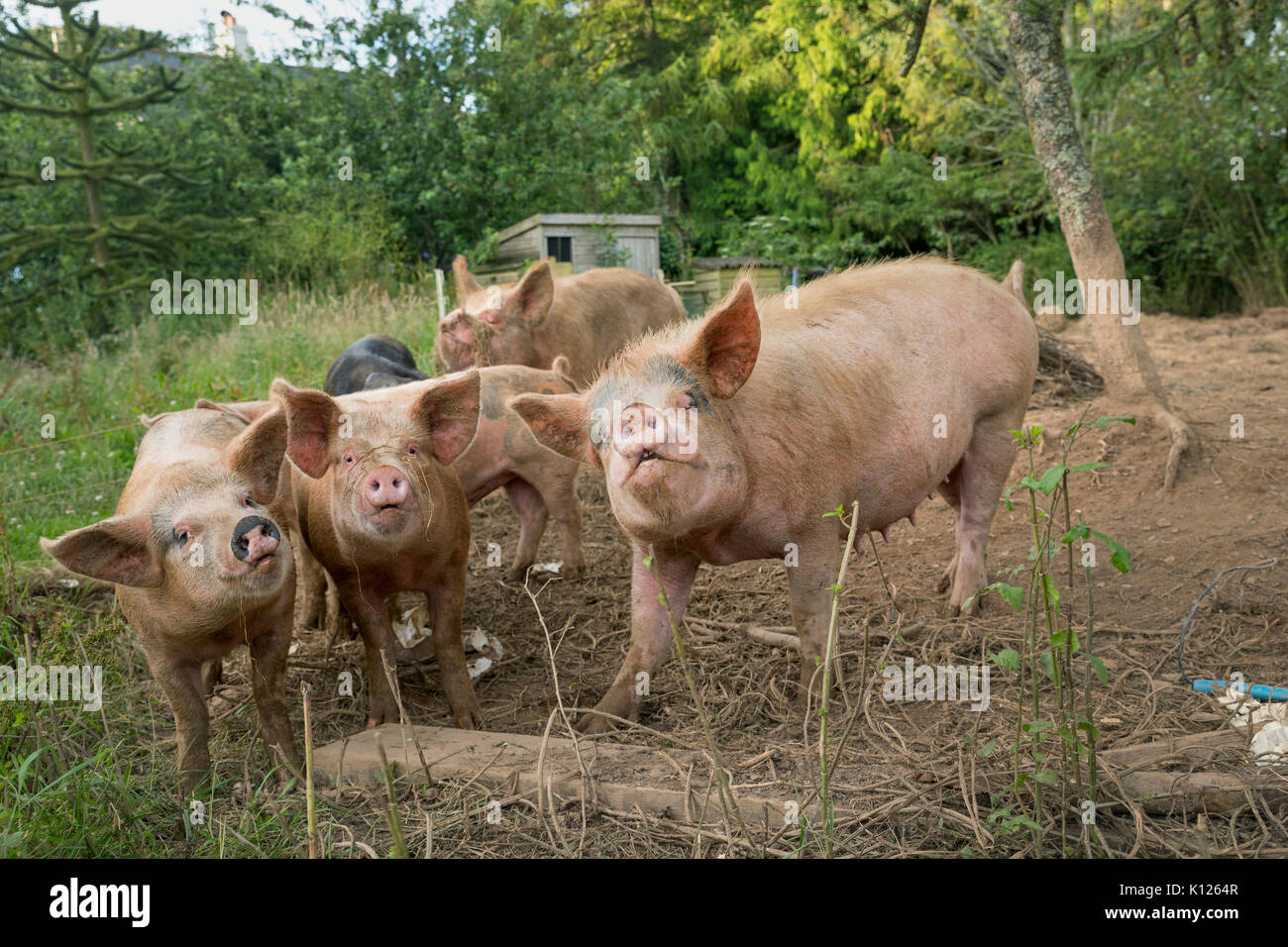 Cross pigs hi-res stock photography and images - Alamy