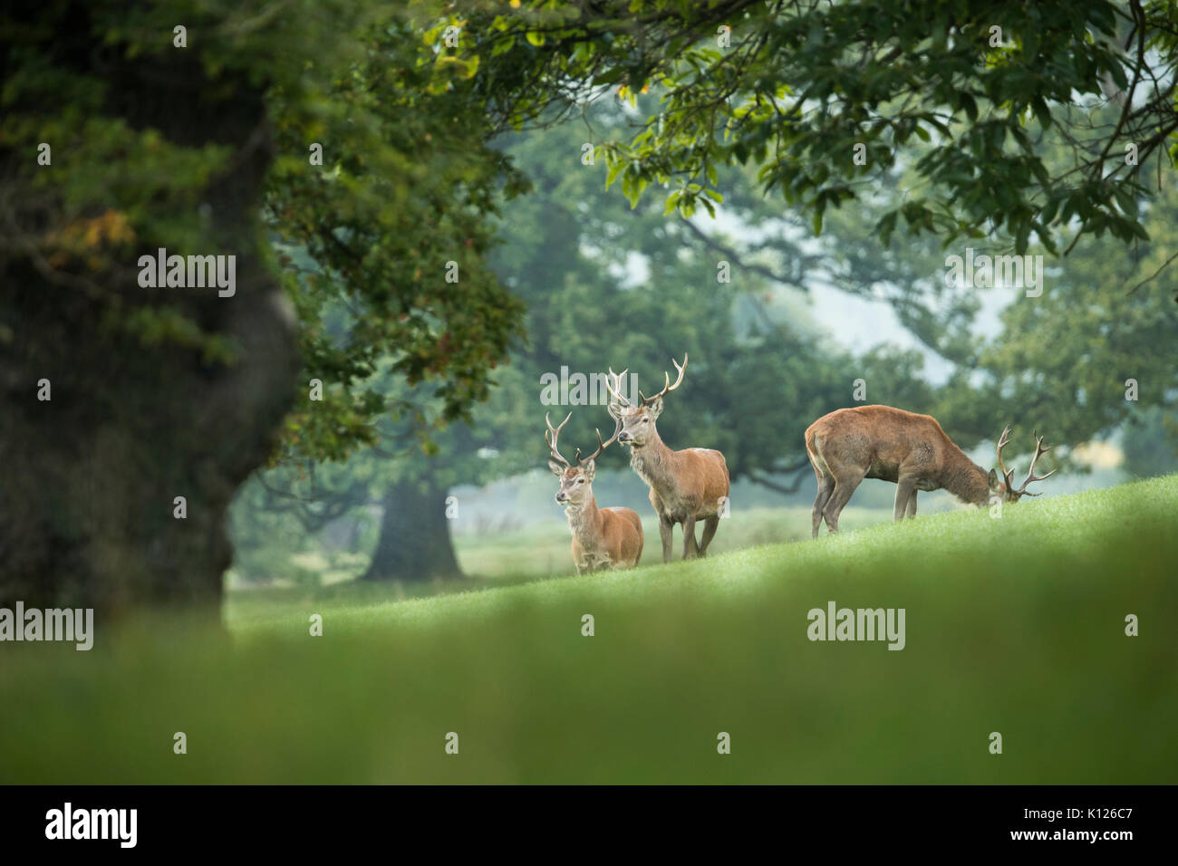 The three stags hi-res stock photography and images - Alamy