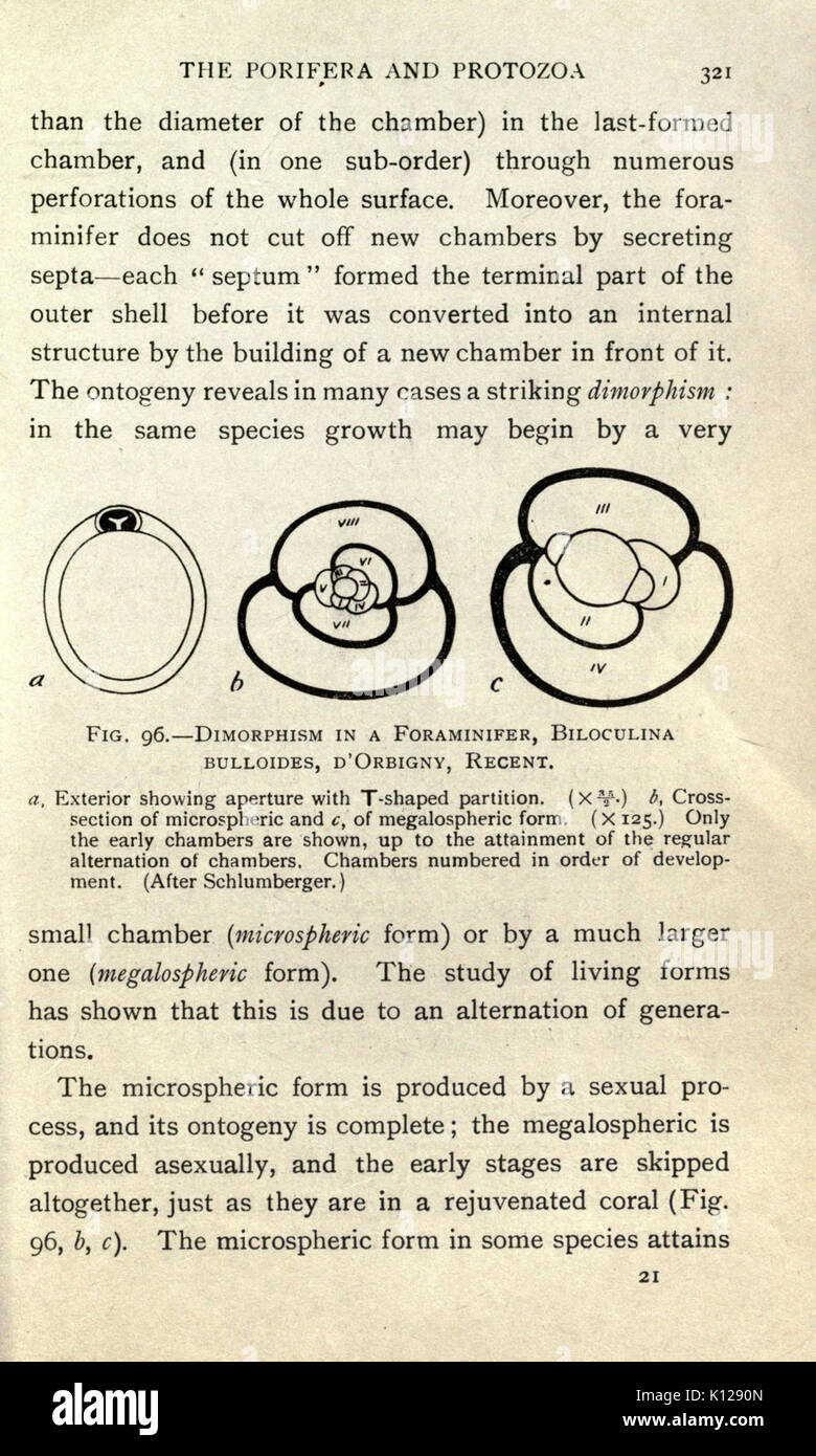 An introduction to palaeontology (Page 321) BHL24114888 Stock Photo - Alamy