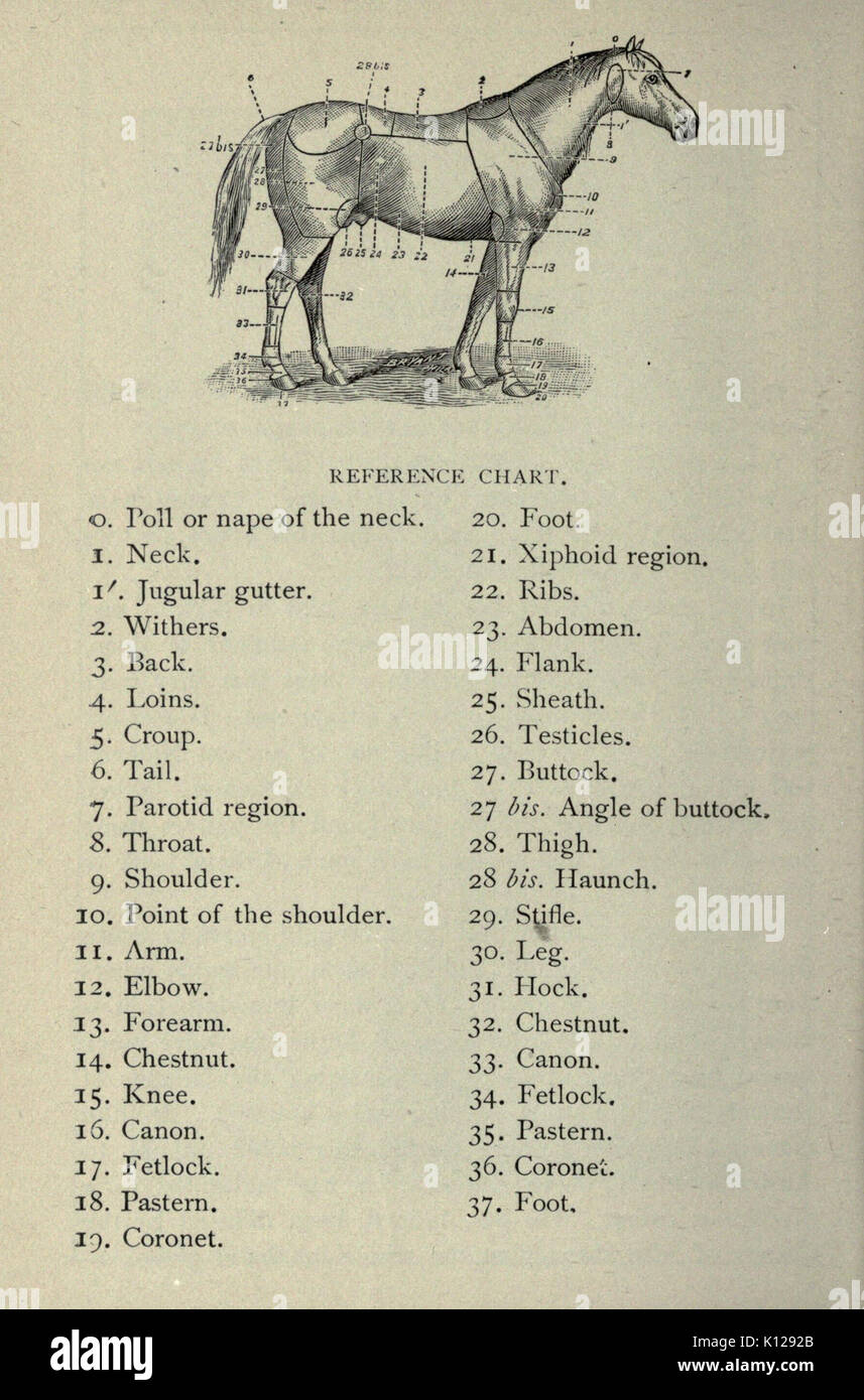 Biggle hi-res stock photography and images - Alamy