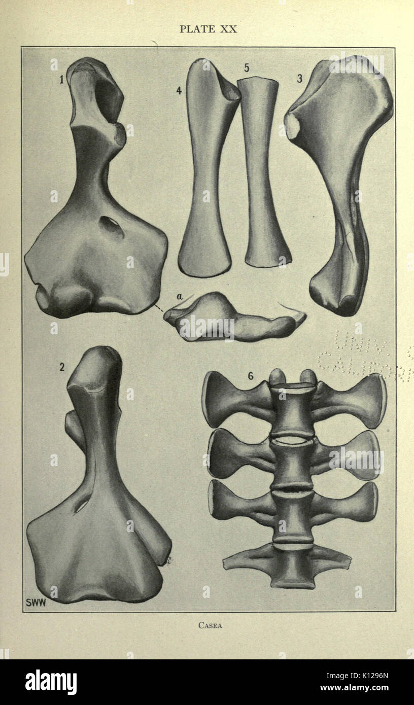 Evolutionary history of vertebrates hi-res stock photography and images ...