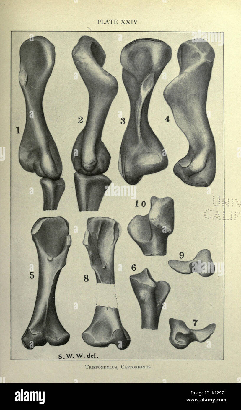 Permian painting hi-res stock photography and images - Alamy