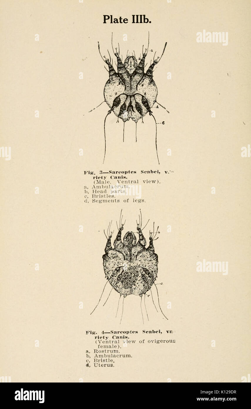 Animal parasites and parasitic diseases BHL21238869 Stock Photo - Alamy